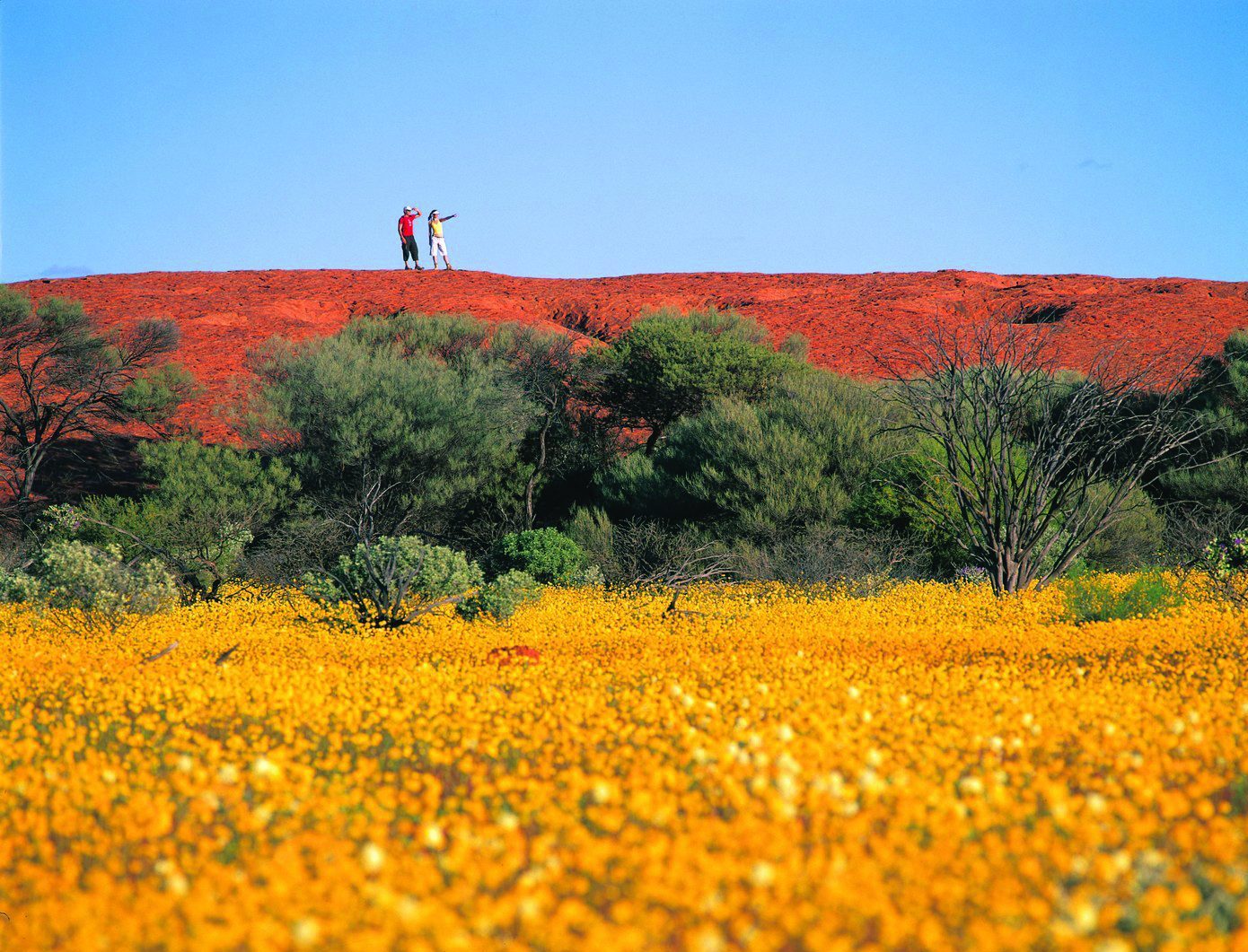 Northern Wildflower 4 Days Tour from Perth | Casey Tours