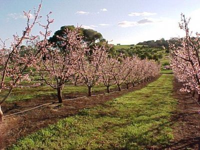 Wildflowers WA Tours | Wildflower Perth Tours | Casey Tours